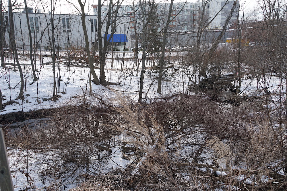 Watertown’s Hidden Wetlands Could be Possible Community Preservation ...