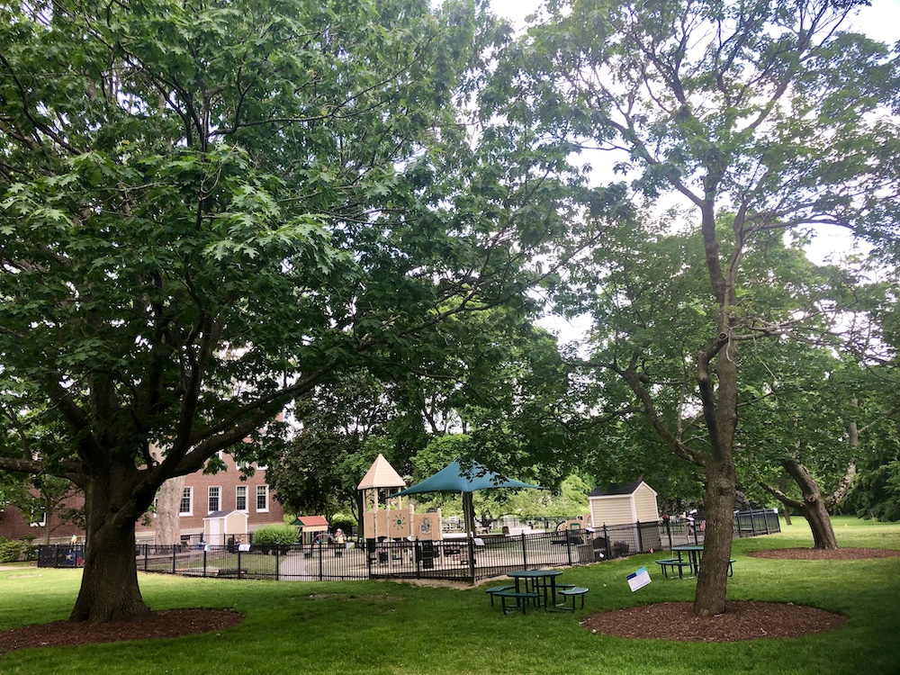 OP-ED: Resident Concern About Loss of Hundreds of Trees During ...