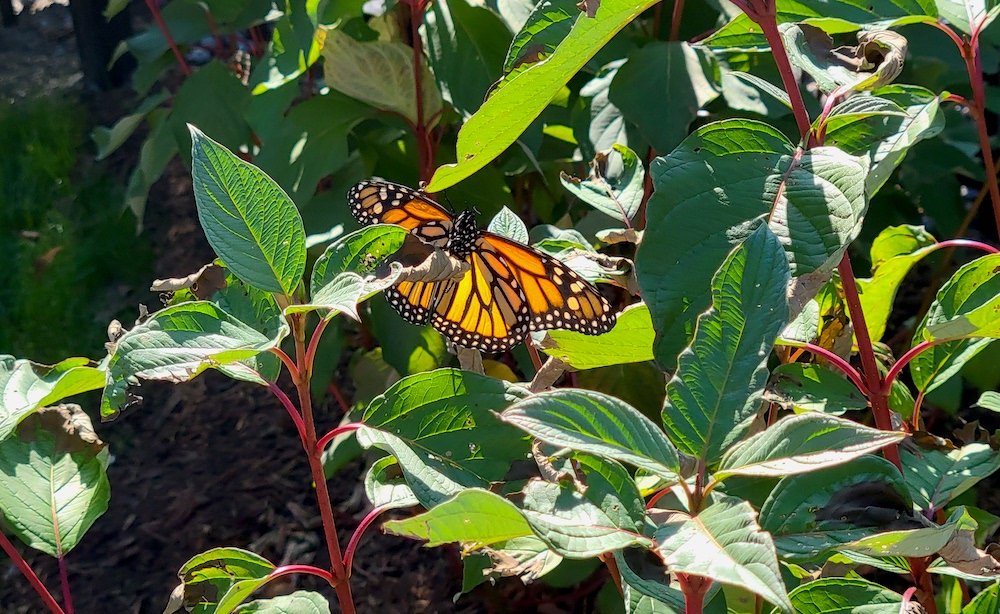 Watertown Group Will be Removing Invasive Plants That Harm Monarch ...