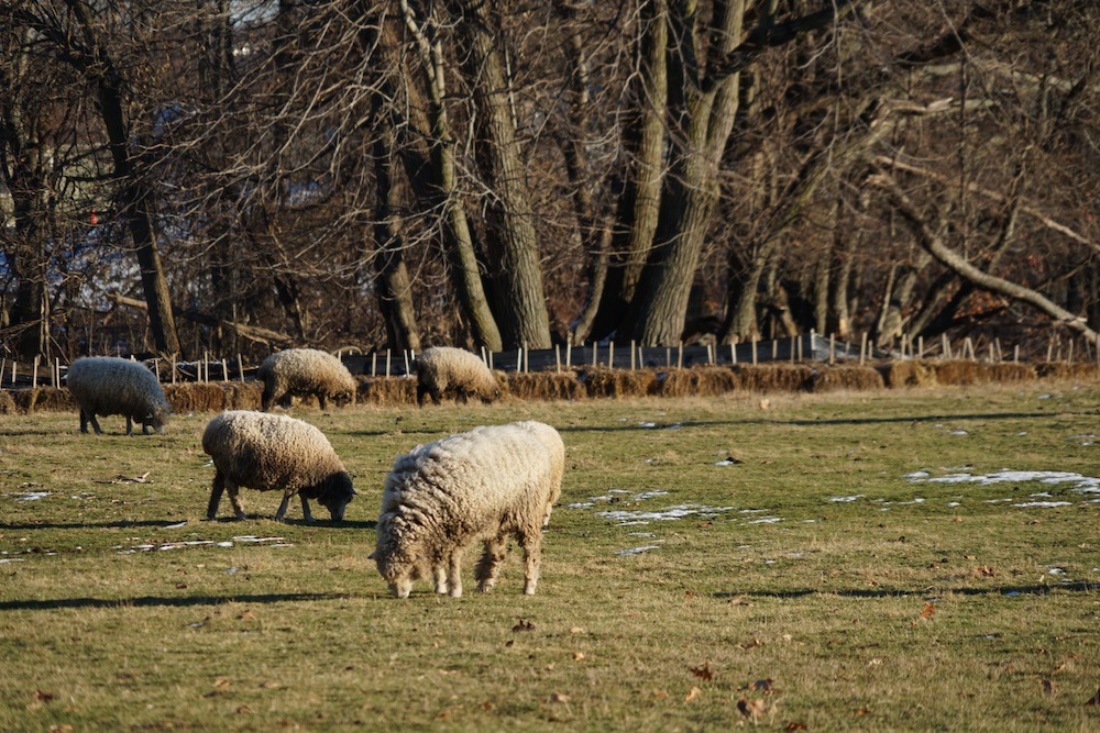 Gore Place’s New Home for Sheep Being Built With Historic Method ...
