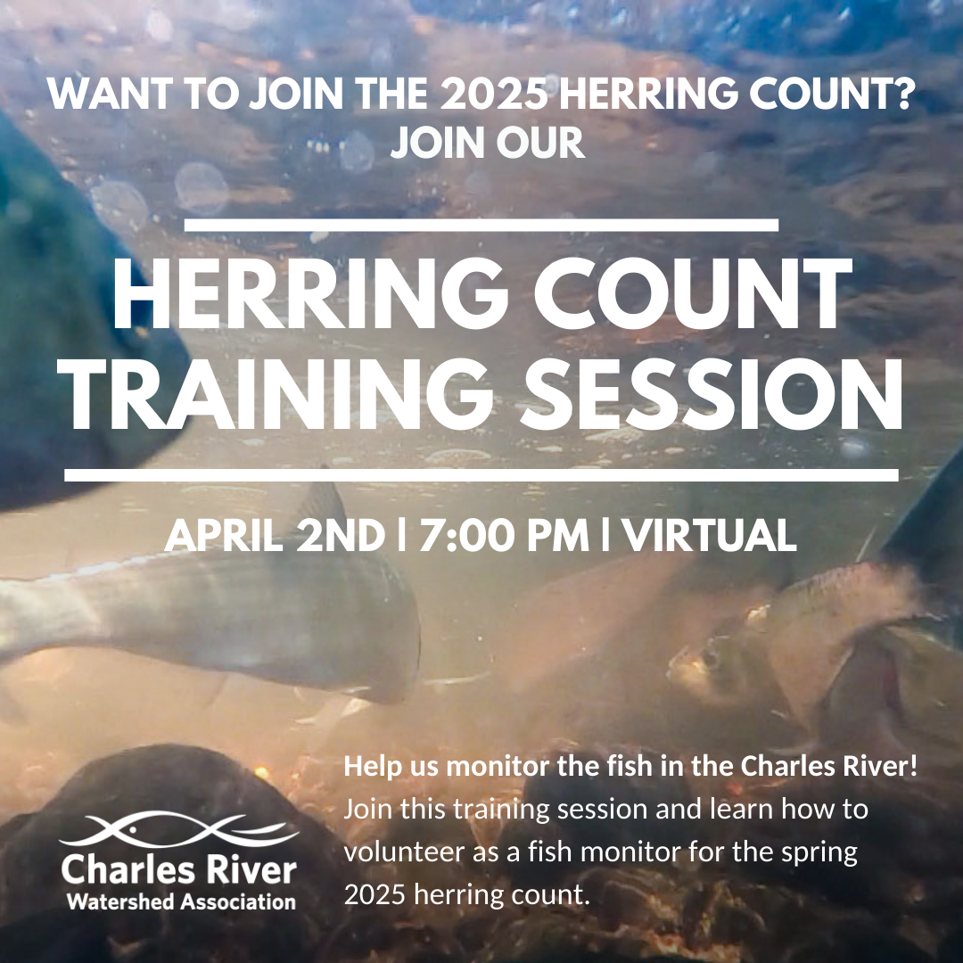 Charles River Group Hosting Herring Count Training Session | Watertown News